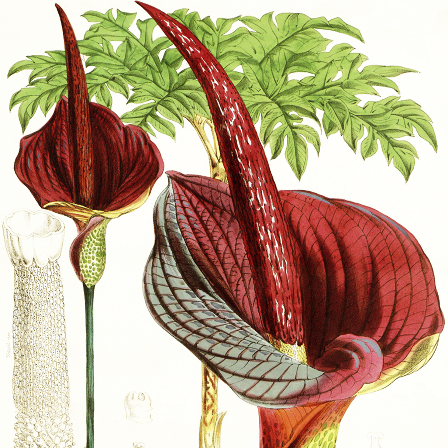 Exploring the History of Konjac: The Konjac Powder Legend Through the Ages
